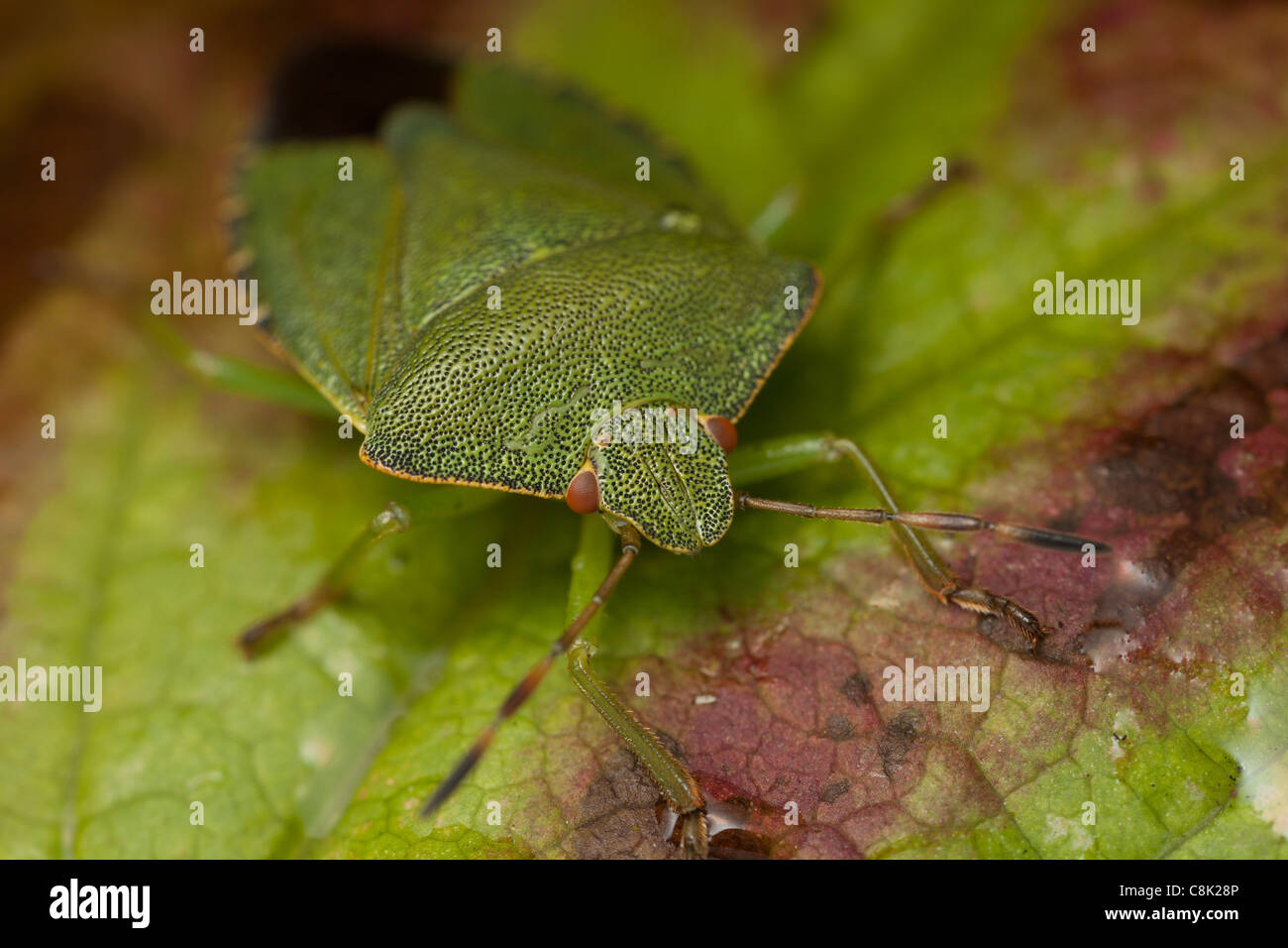A green shield bug is camouflaged against a green leaf in a Hampshire ...