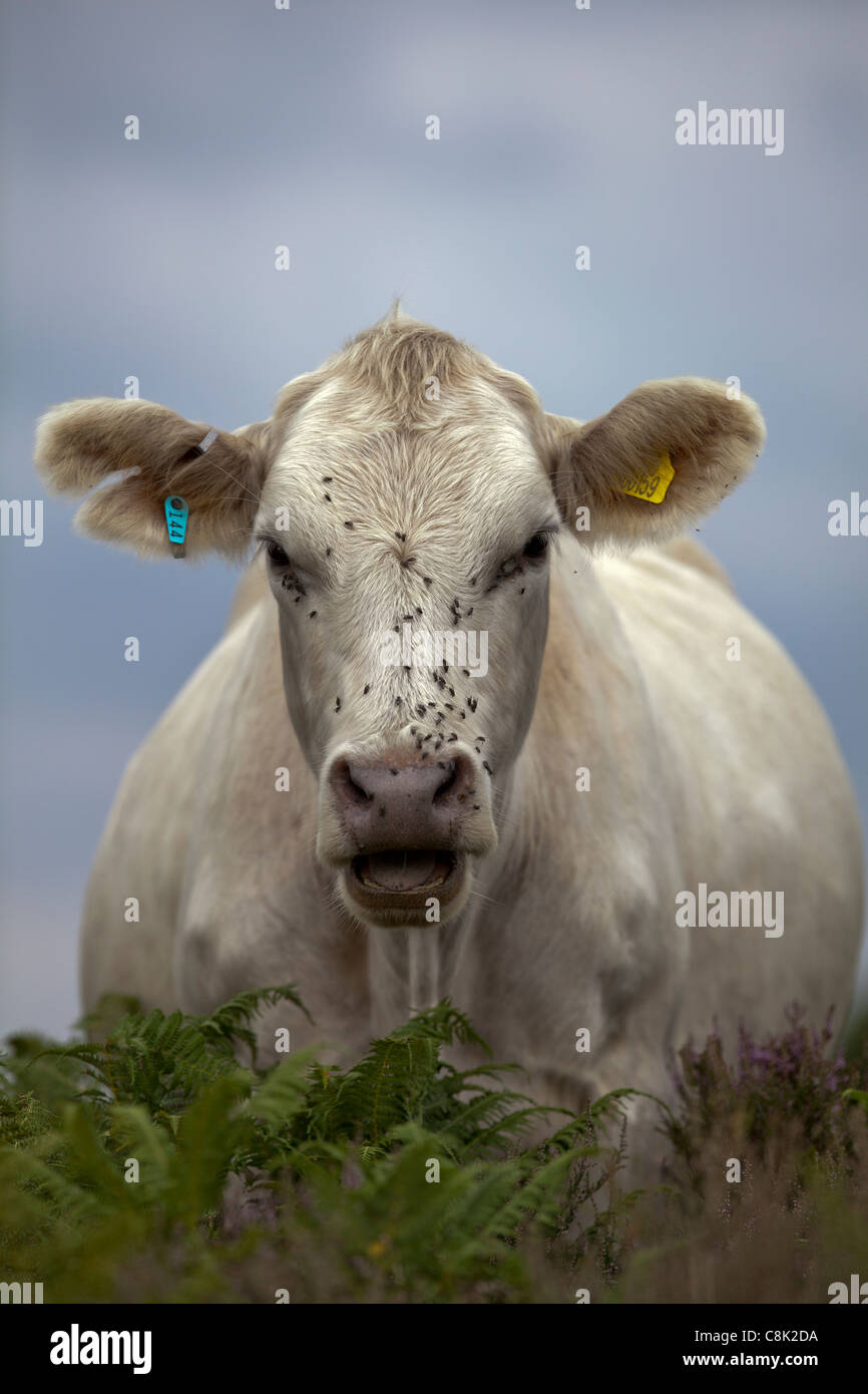 Commoner farming hi-res stock photography and images - Alamy