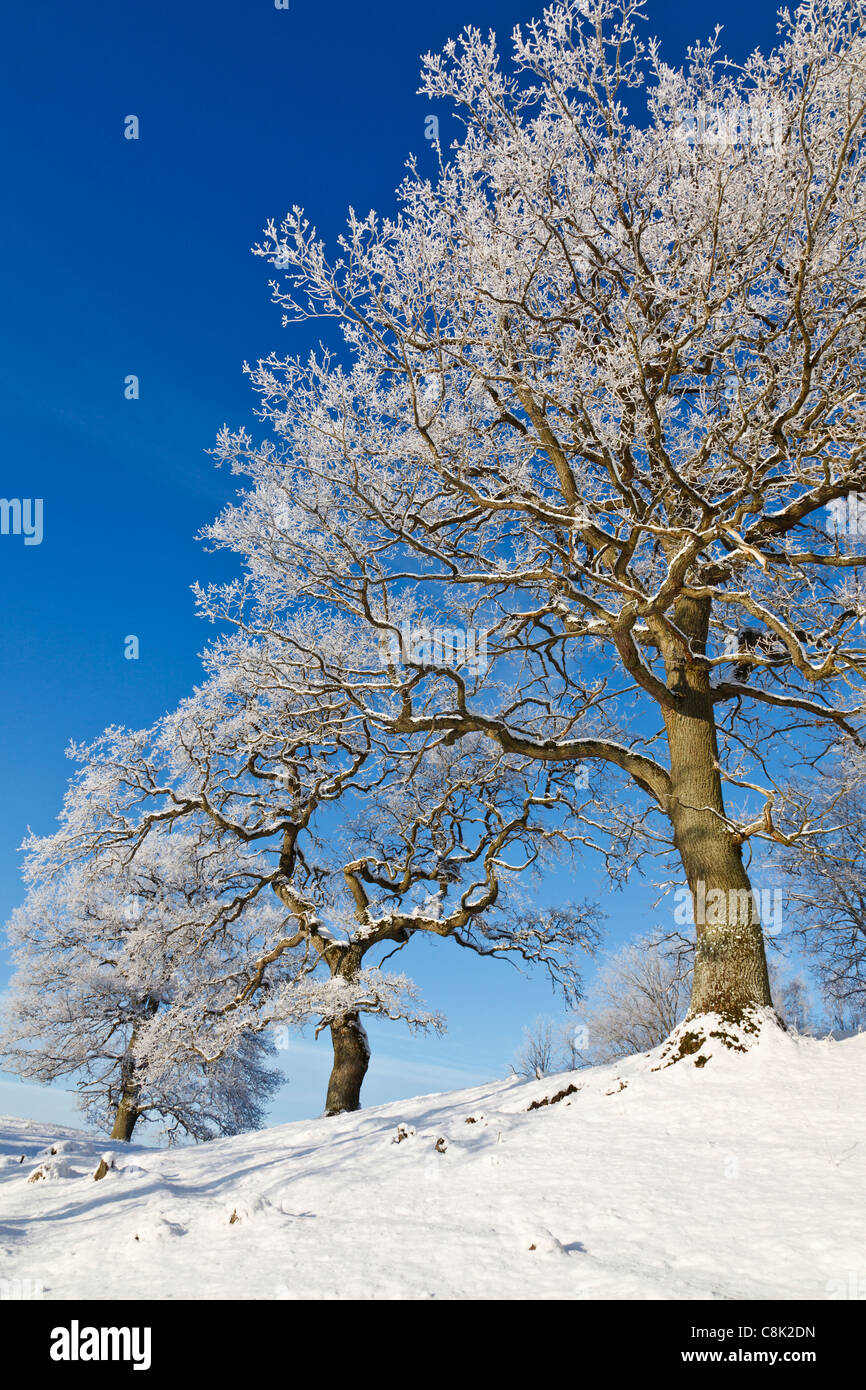 Oak trees in snowy landscape Stock Photo - Alamy