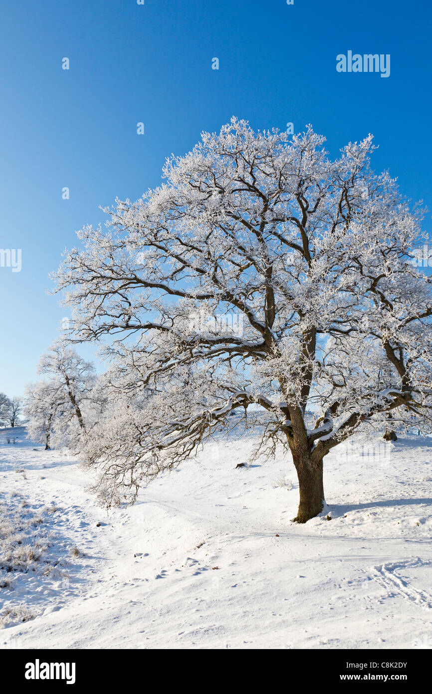 Oak trees in snowy landscape Stock Photo - Alamy