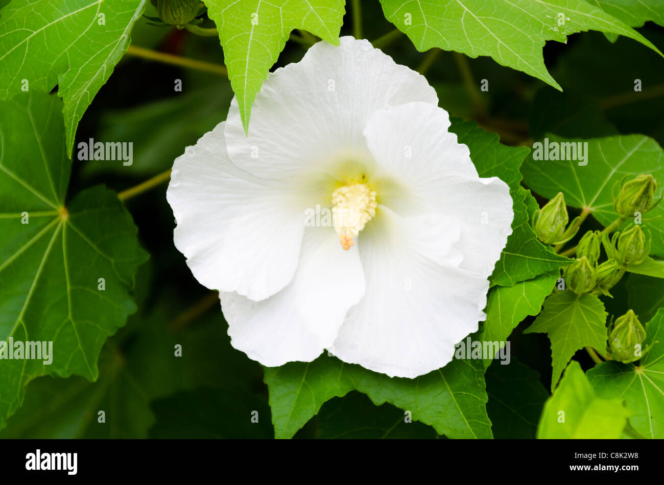 Tropical white flower thailand hi-res stock photography and images - Alamy