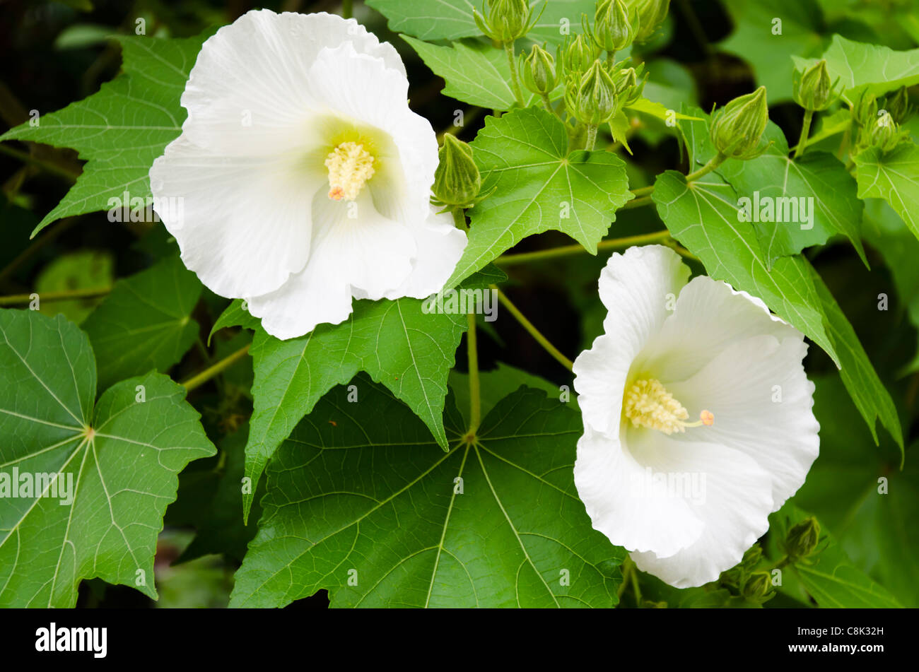 Two large round flowers hi-res stock photography and images - Alamy