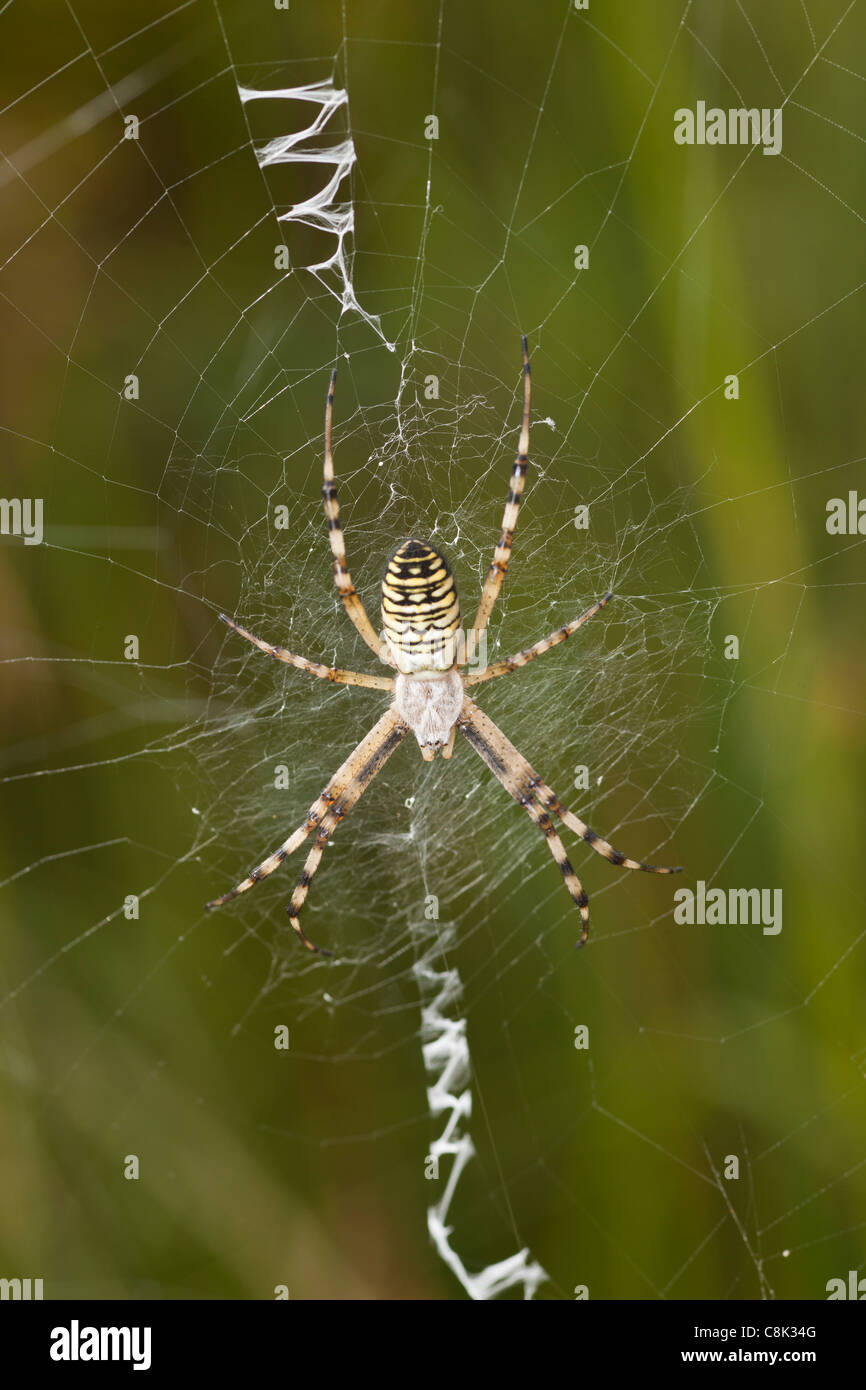 Zig zag reserve hi-res stock photography and images - Alamy