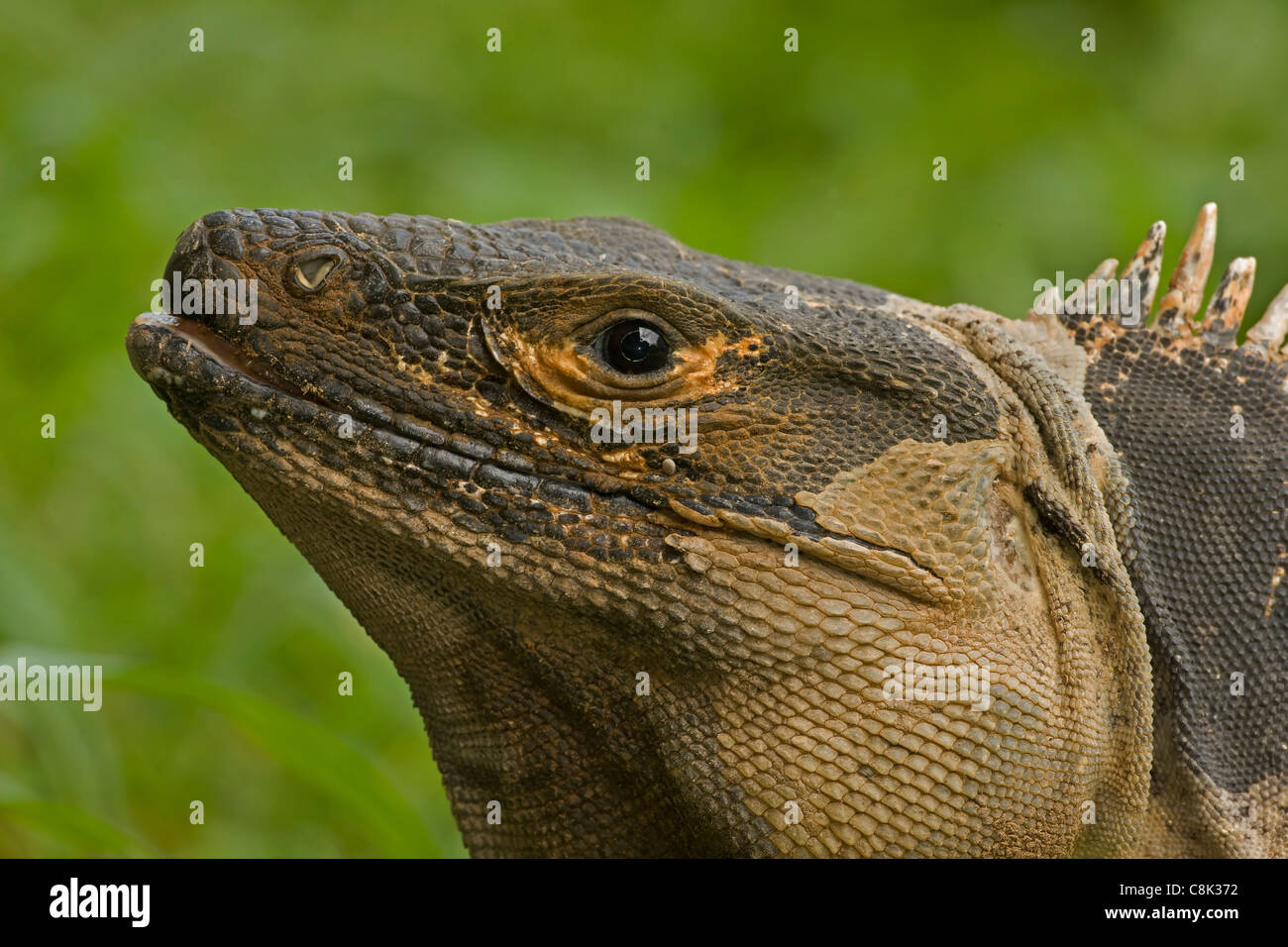 Spiny-tailed Iguana - (Ctenosaura similis) - Costa Rica - Tropical dry ...