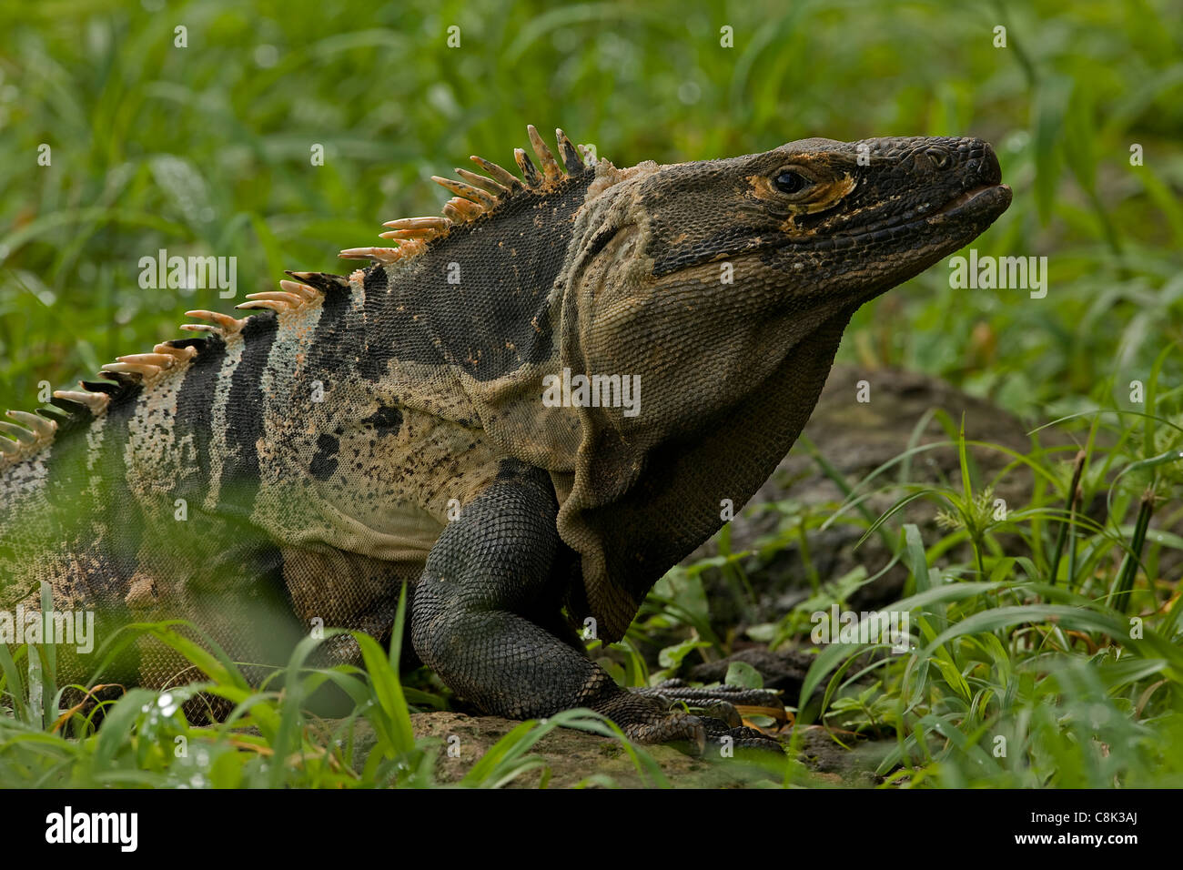 Spiny-tailed Iguana - (Ctenosaura similis) - Costa Rica - Tropical dry ...
