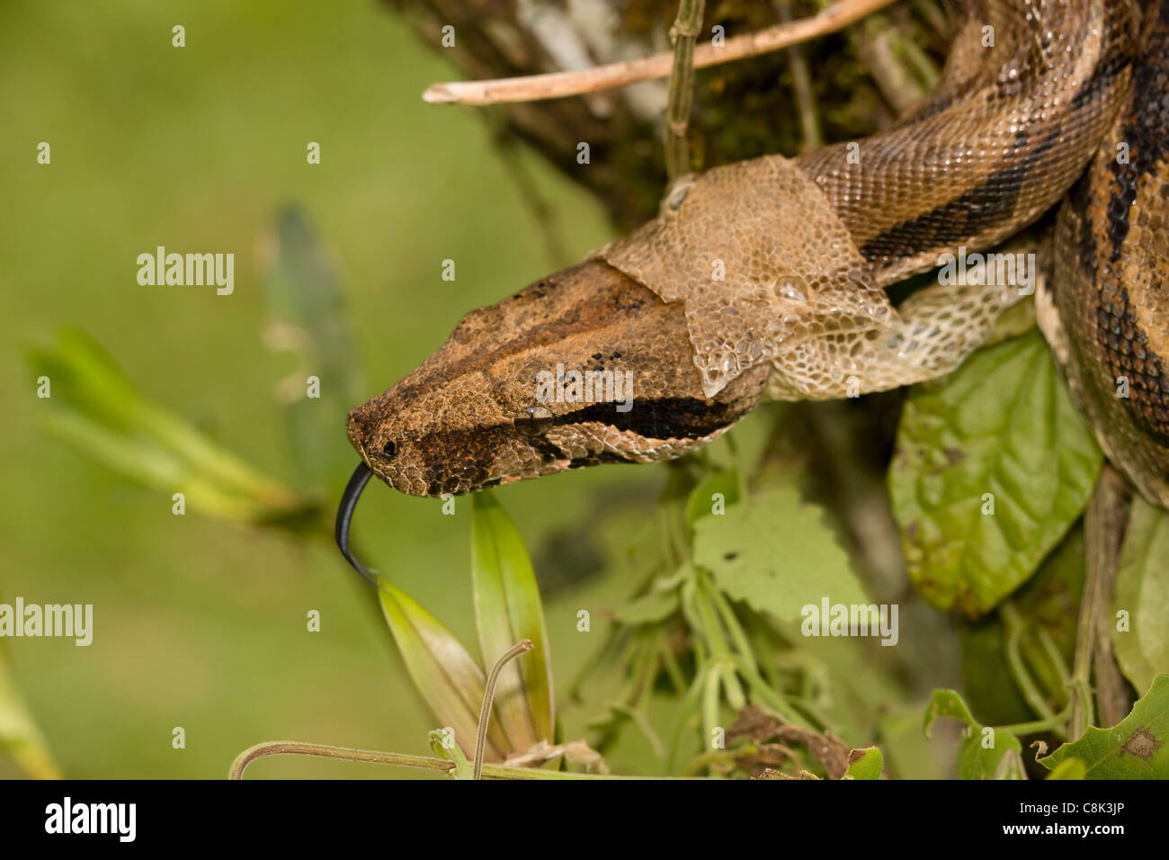 Boa Constrictor - (Boa constrictor)- Costa Rica- Tropical rainforest ...