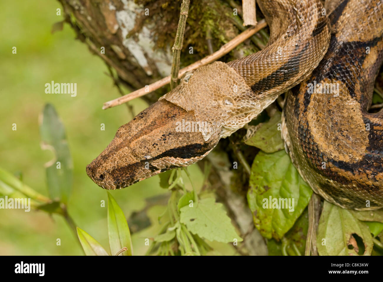 Boa Constrictor - (Boa constrictor)- Costa Rica- Tropical rainforest ...