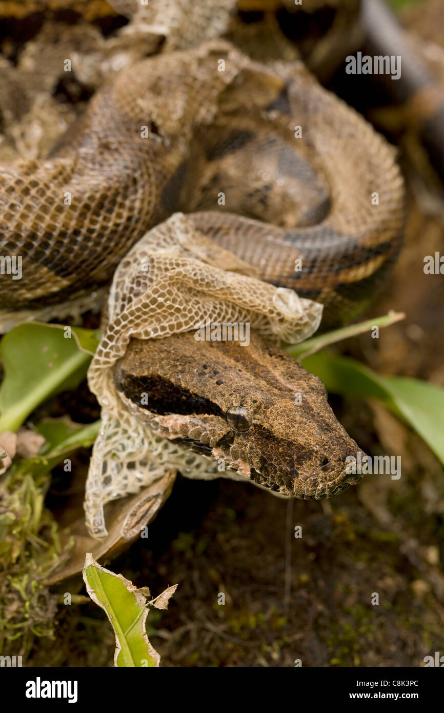 Boa Constrictor - (Boa constrictor)- Costa Rica- Tropical rainforest ...