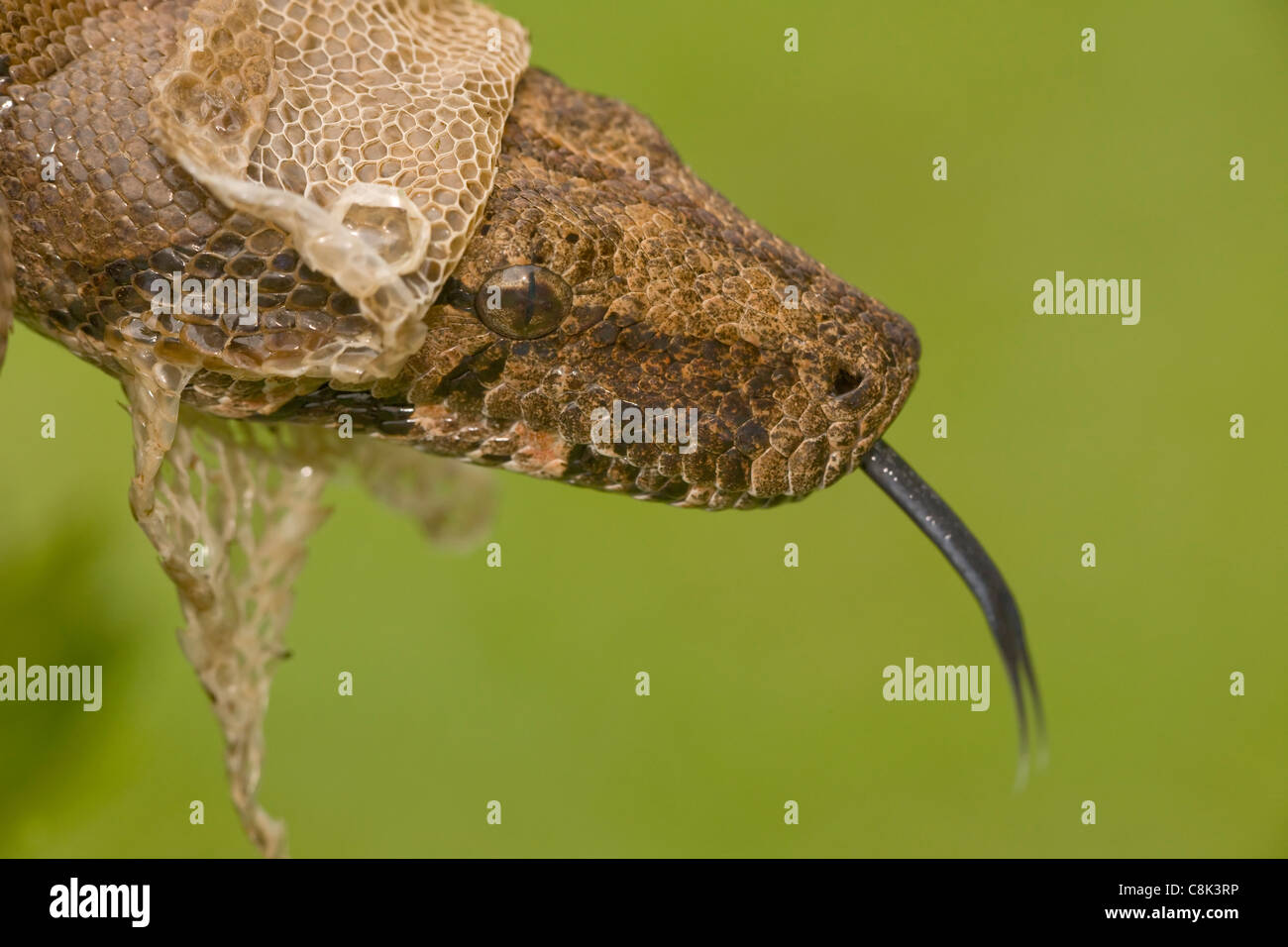 Boa Constrictor - (Boa constrictor)- Costa Rica- Tropical rainforest ...