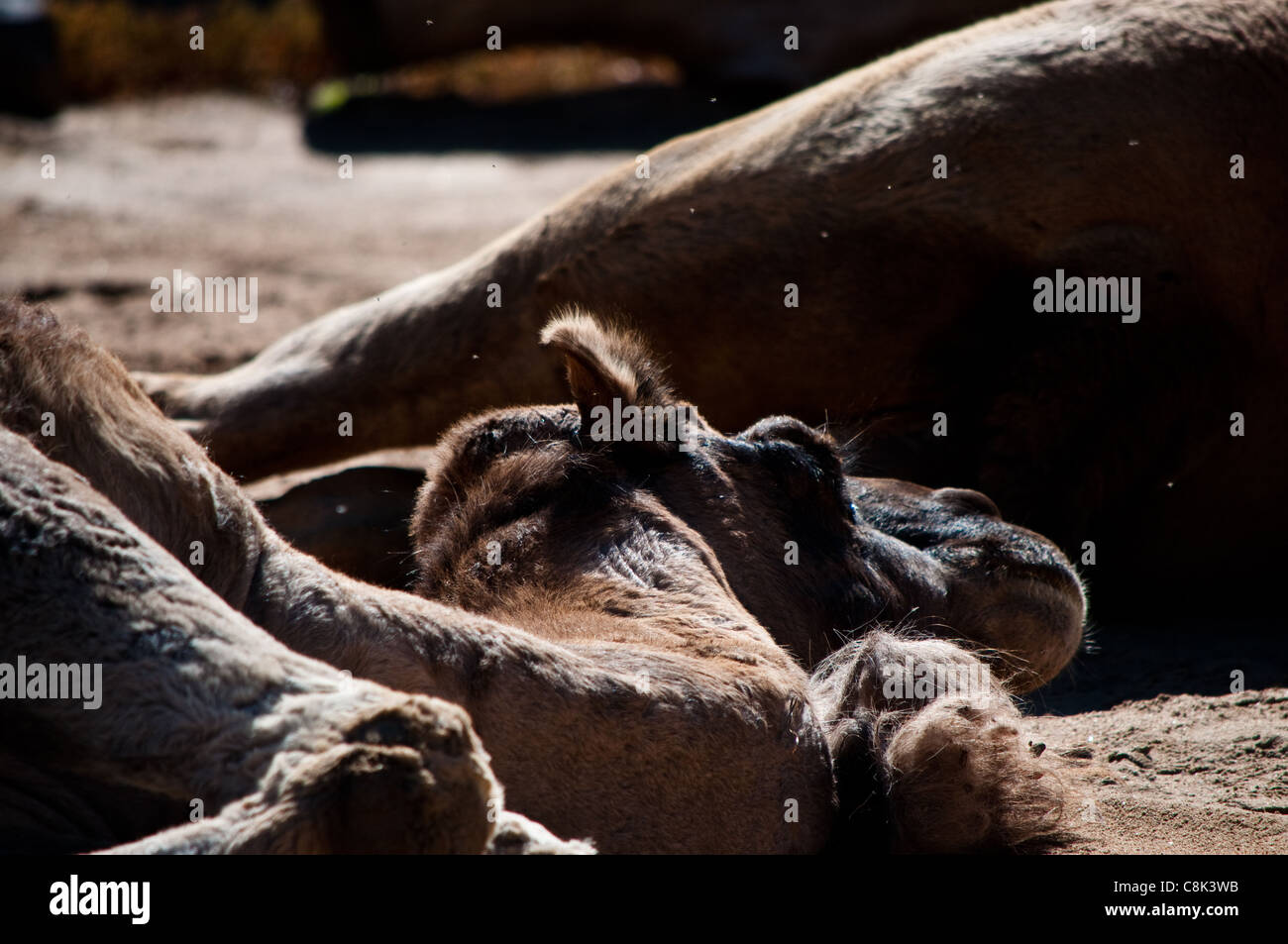 Dromedary camel hi-res stock photography and images - Alamy