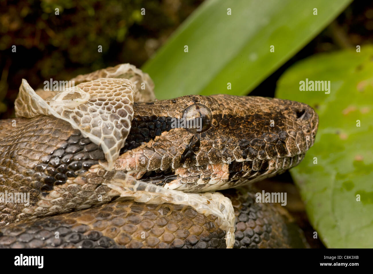 Boa Constrictor - (Boa constrictor)- Costa Rica- Tropical rainforest ...