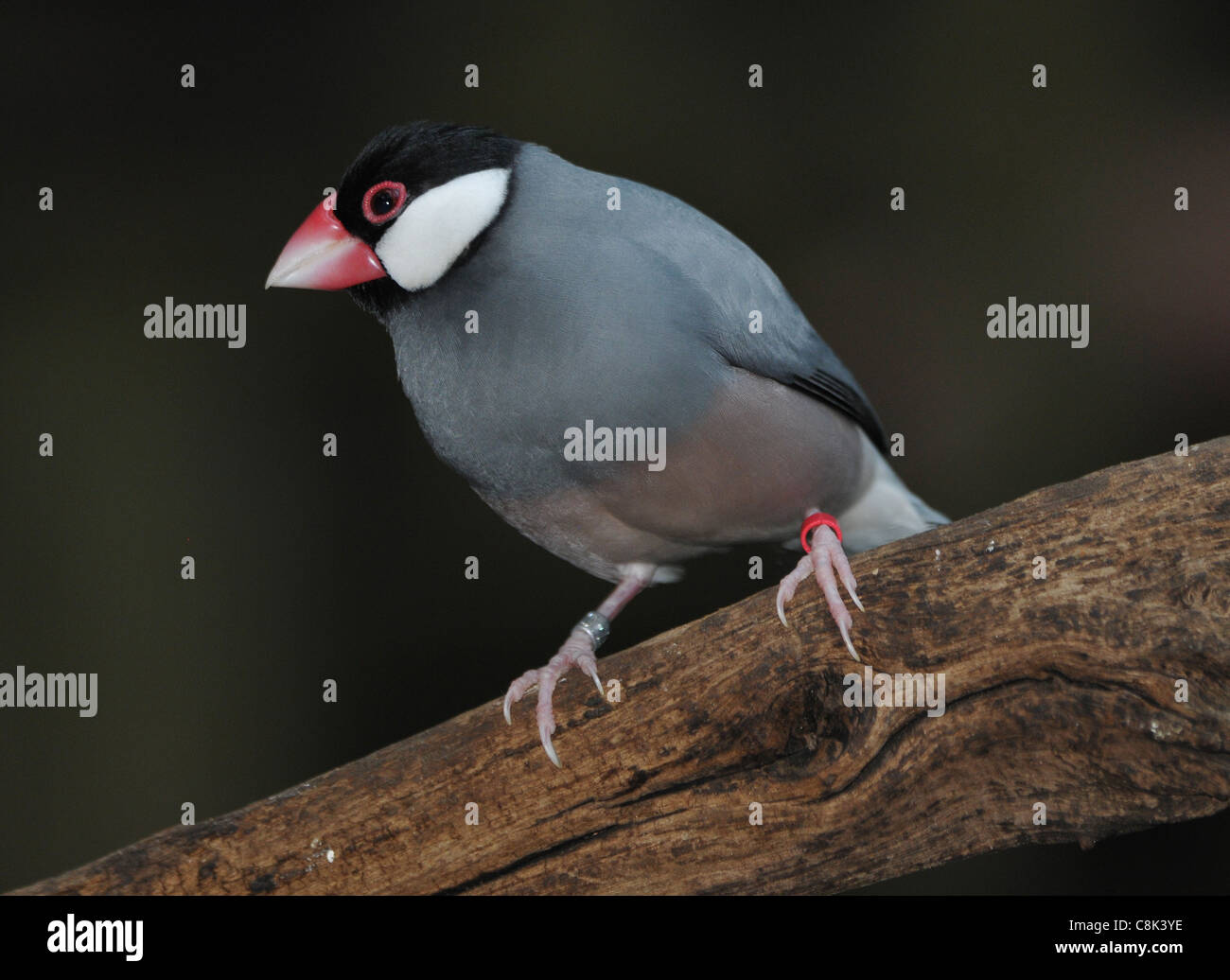 JAVA SPARROW AT BRISTOL ZOO Stock Photo - Alamy