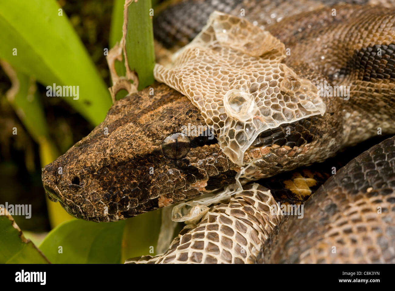 Boa Constrictor - (Boa constrictor)- Costa Rica- Tropical rainforest ...
