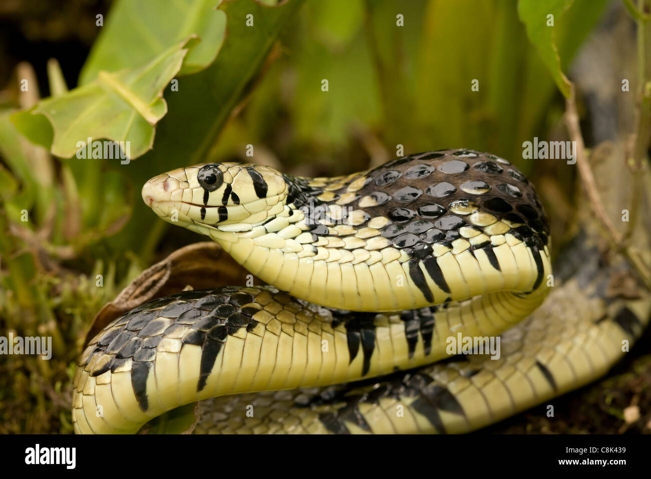 Tropical Rainforest Snakes