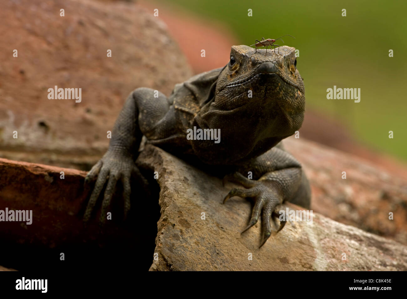 Spiny-tailed Iguana - (Ctenosaura similis) - Costa Rica - Tropical dry ...
