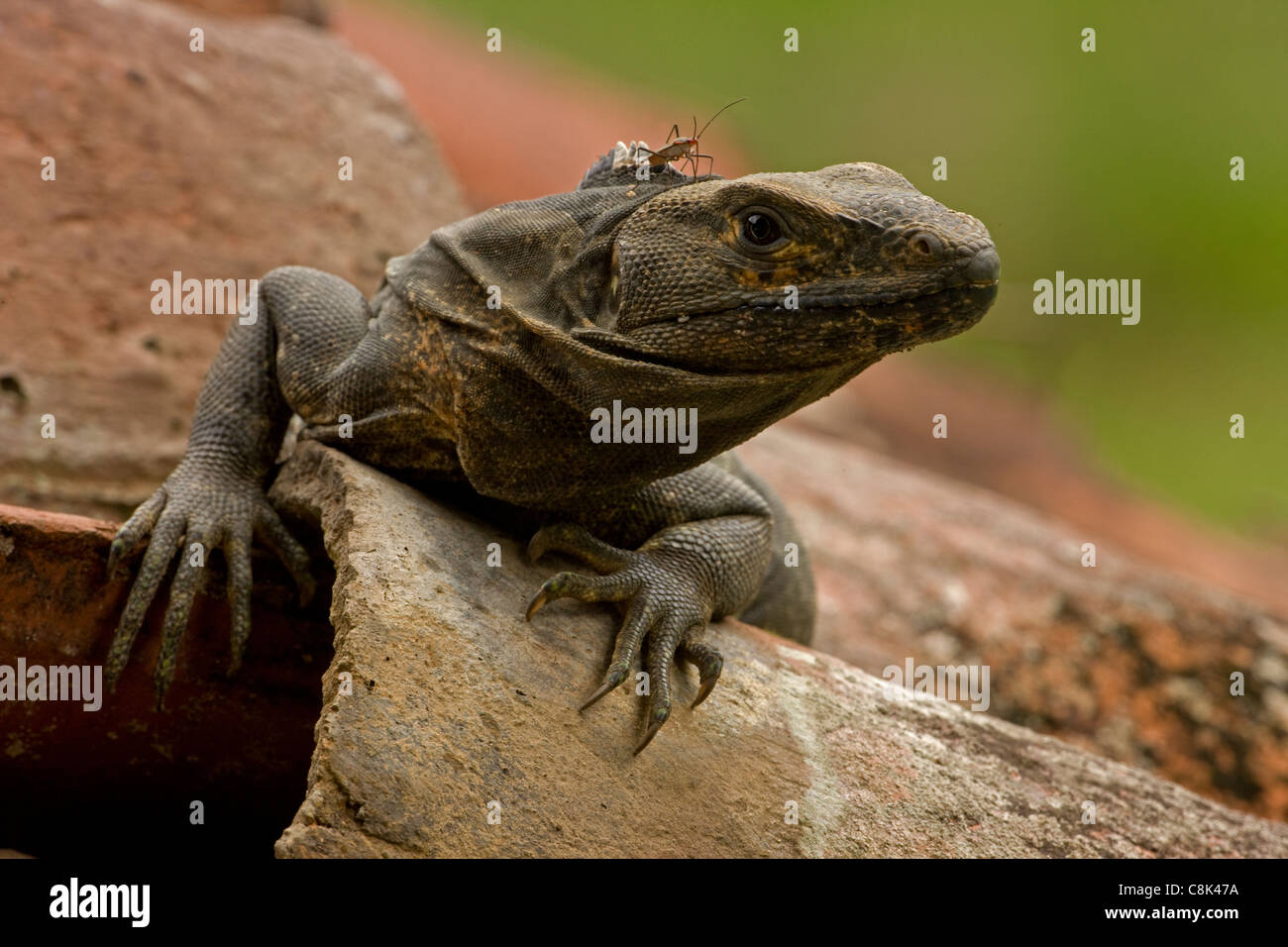 Spiny-tailed Iguana - (Ctenosaura similis) - Costa Rica - Tropical dry ...