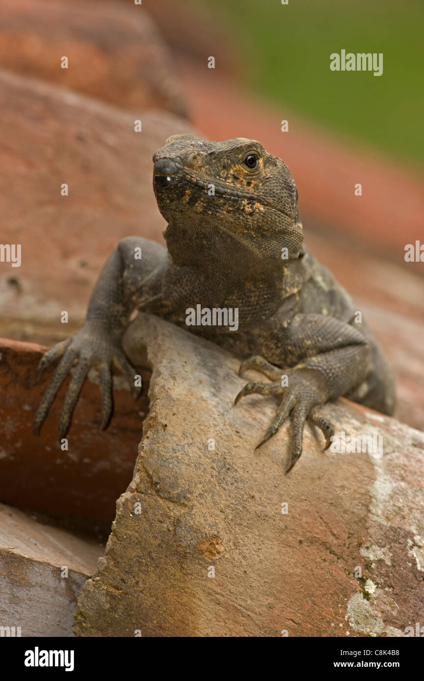 Spiny-tailed Iguana - (Ctenosaura similis) - Costa Rica - Tropical dry ...