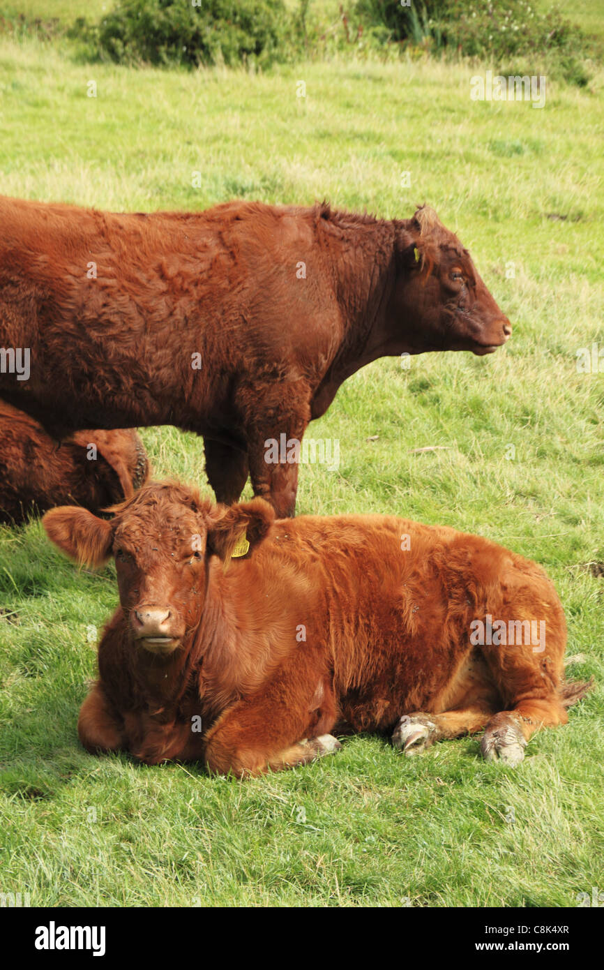 Sussex cattle hi-res stock photography and images - Alamy