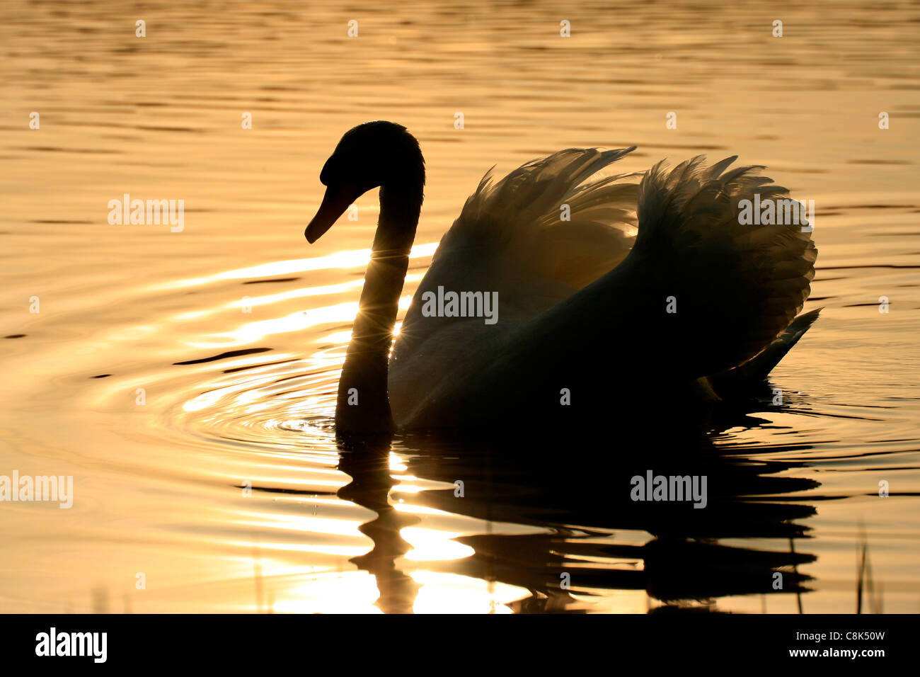 swan in the sunset Stock Photo - Alamy