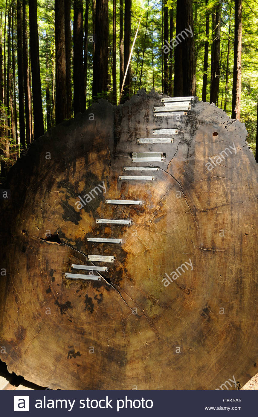 Tree Cross Section Stock Photos & Tree Cross Section Stock Images - Alamy