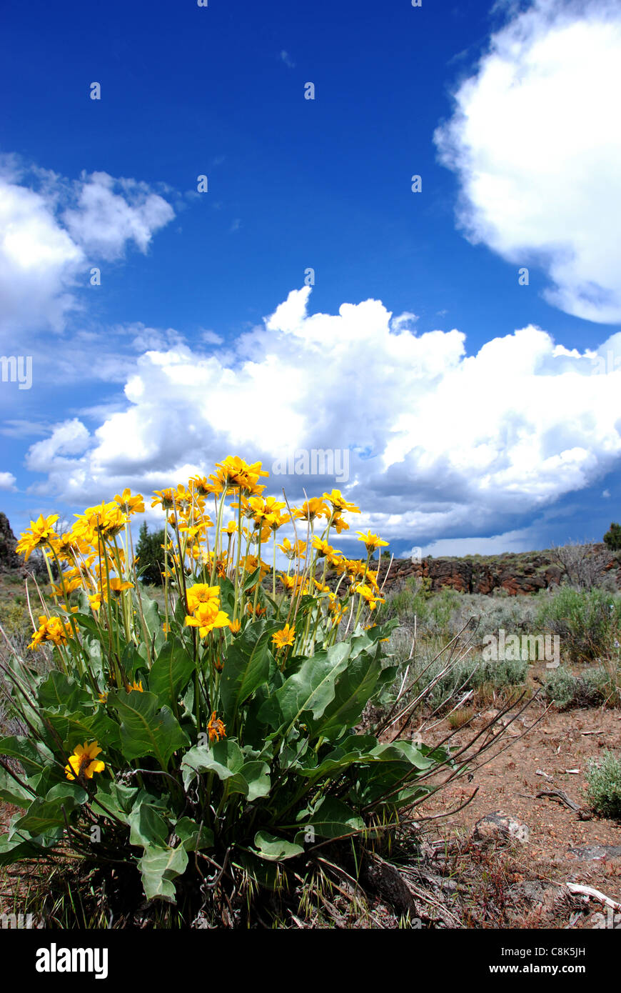 Owyhee Uplands Scenic Bypass, Sunflowers near Mud Flat Road, part of ...