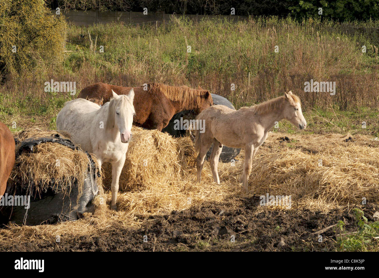 Group of horses and a foal hi-res stock photography and images - Alamy