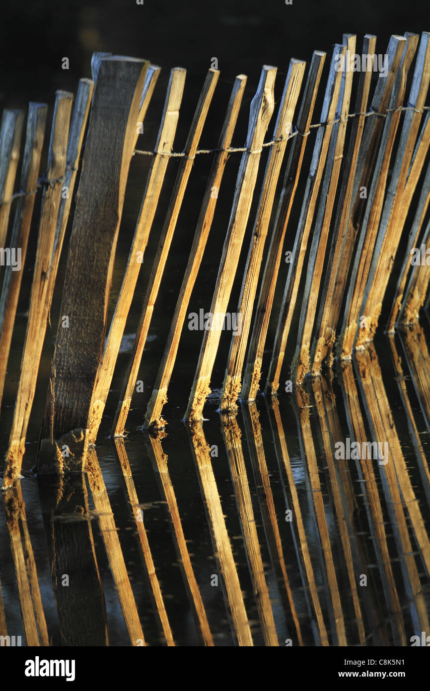 Cleft chestnut pale hi-res stock photography and images - Alamy