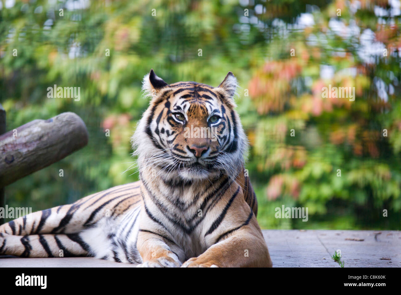 The Bengal tiger Stock Photo - Alamy