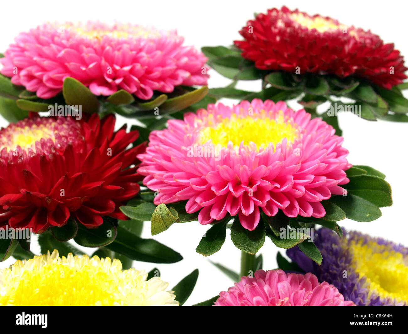 Colorful aster flowers Stock Photo - Alamy