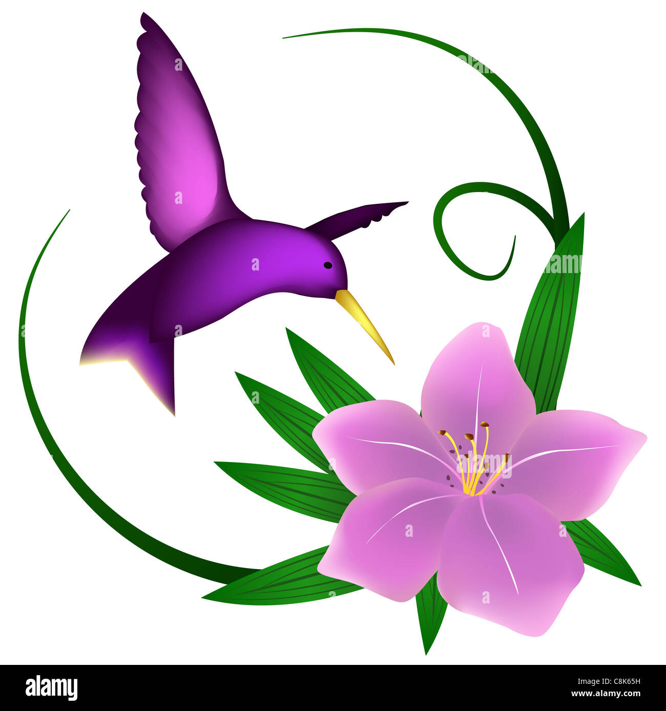 Hummingbird and lily Stock Photo - Alamy