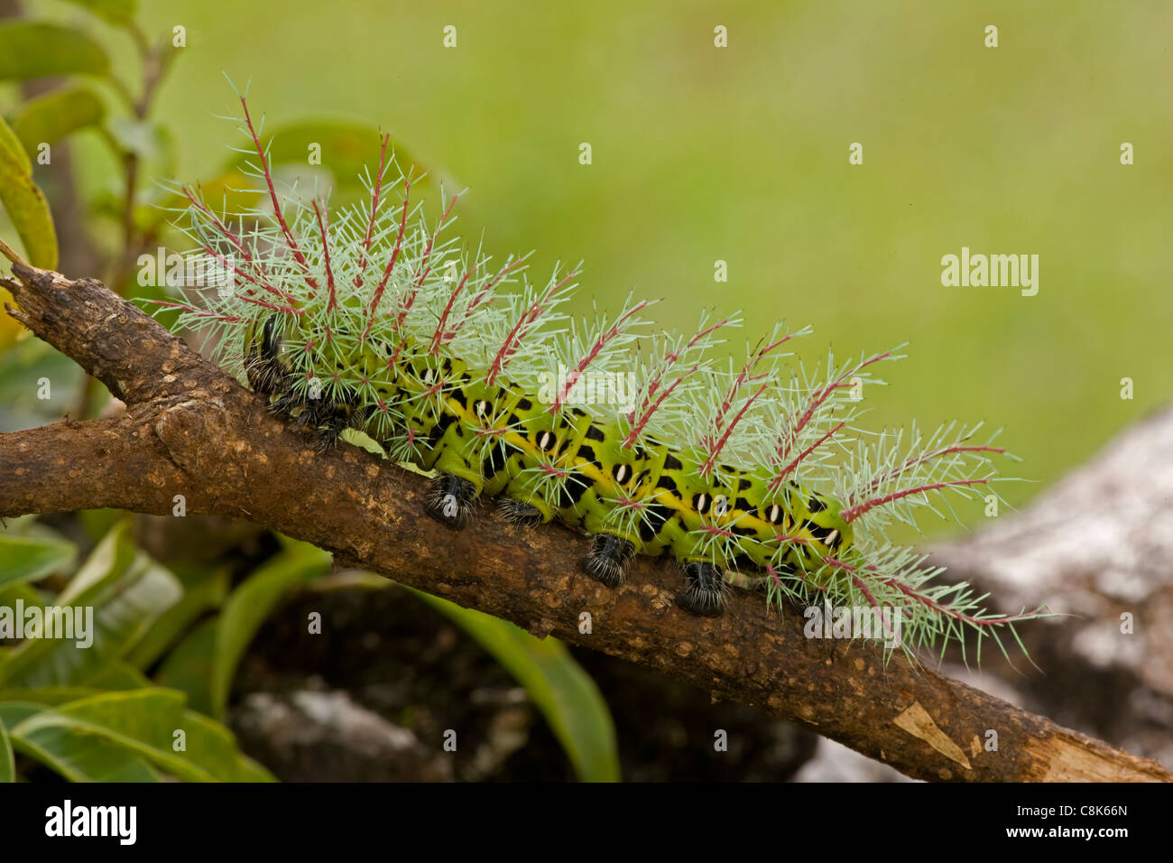 Stinging caterpillar costa rica hi-res stock photography and images - Alamy
