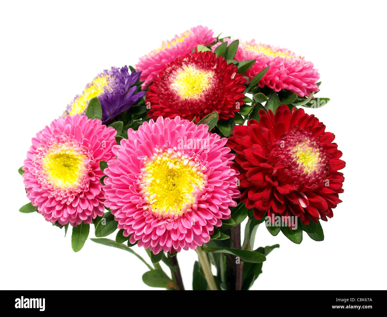 Colorful aster flowers Stock Photo - Alamy