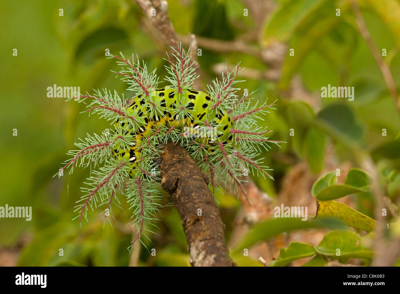 Saturniid moth caterpillar - (Automeris metzli) - Costa Rica Stock ...