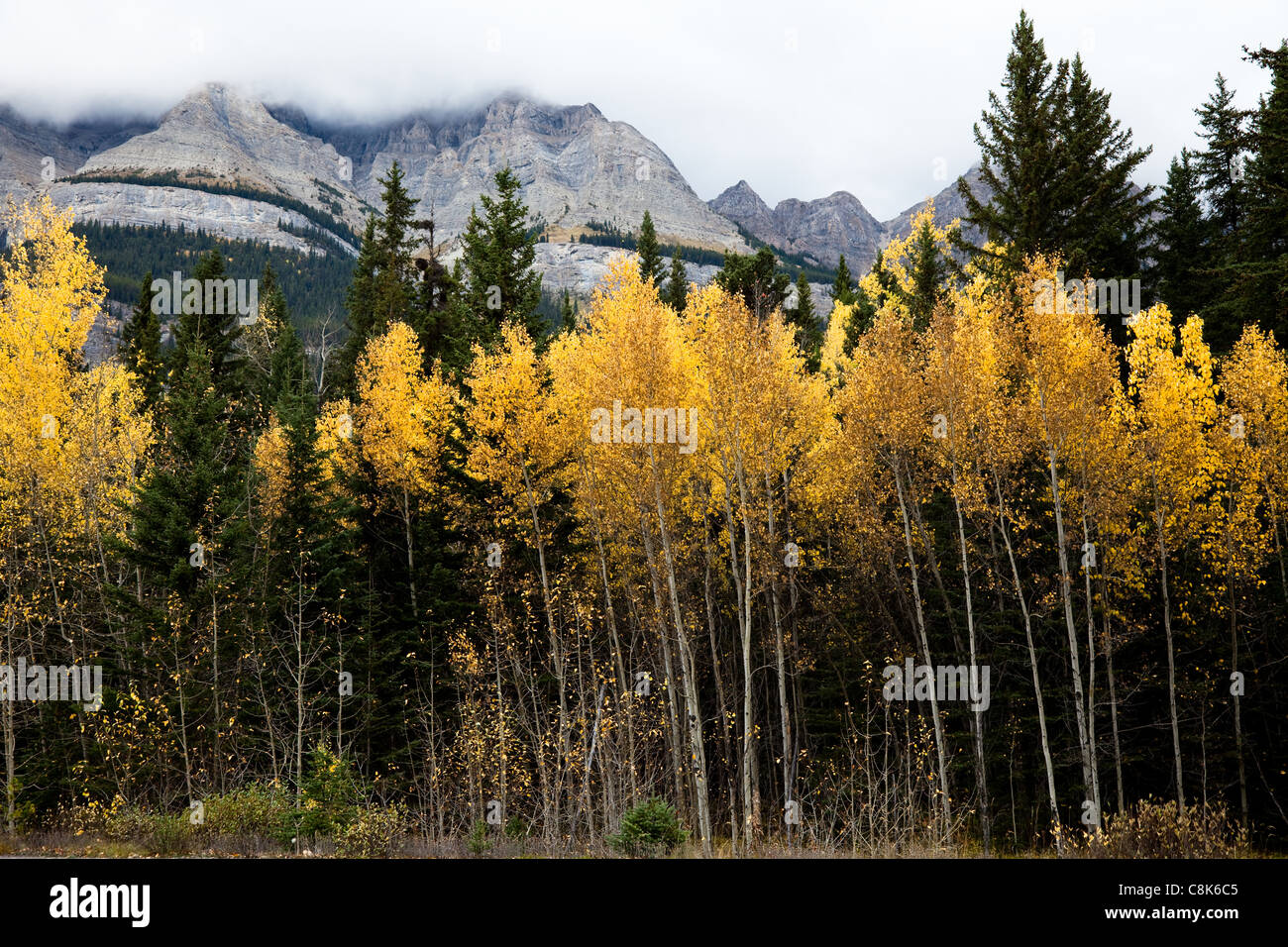 rocky mountain, 8km North of Saskatchewan Crossing. Yoho National park ...