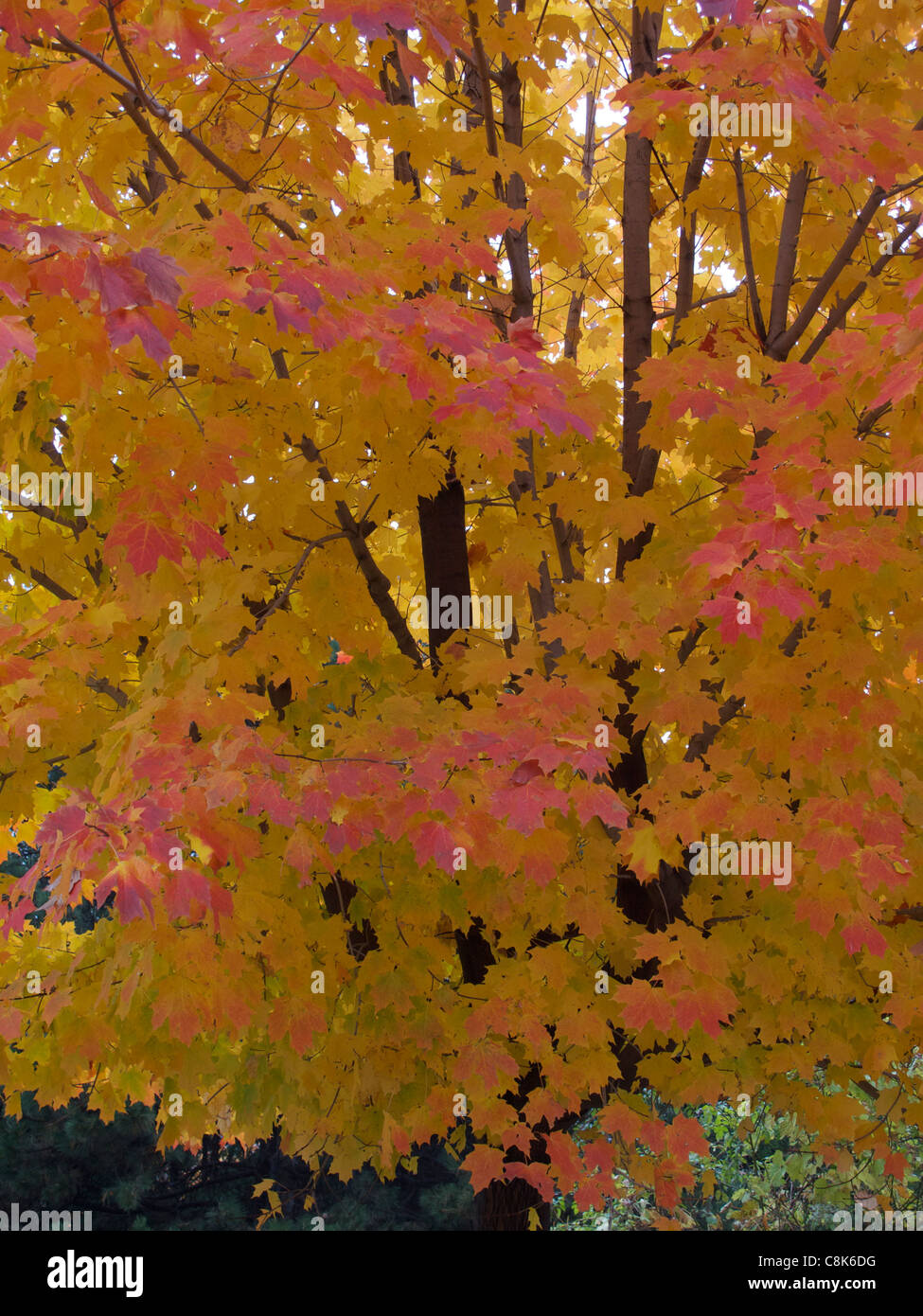 Autumn Colors of Trees Stock Photo - Alamy