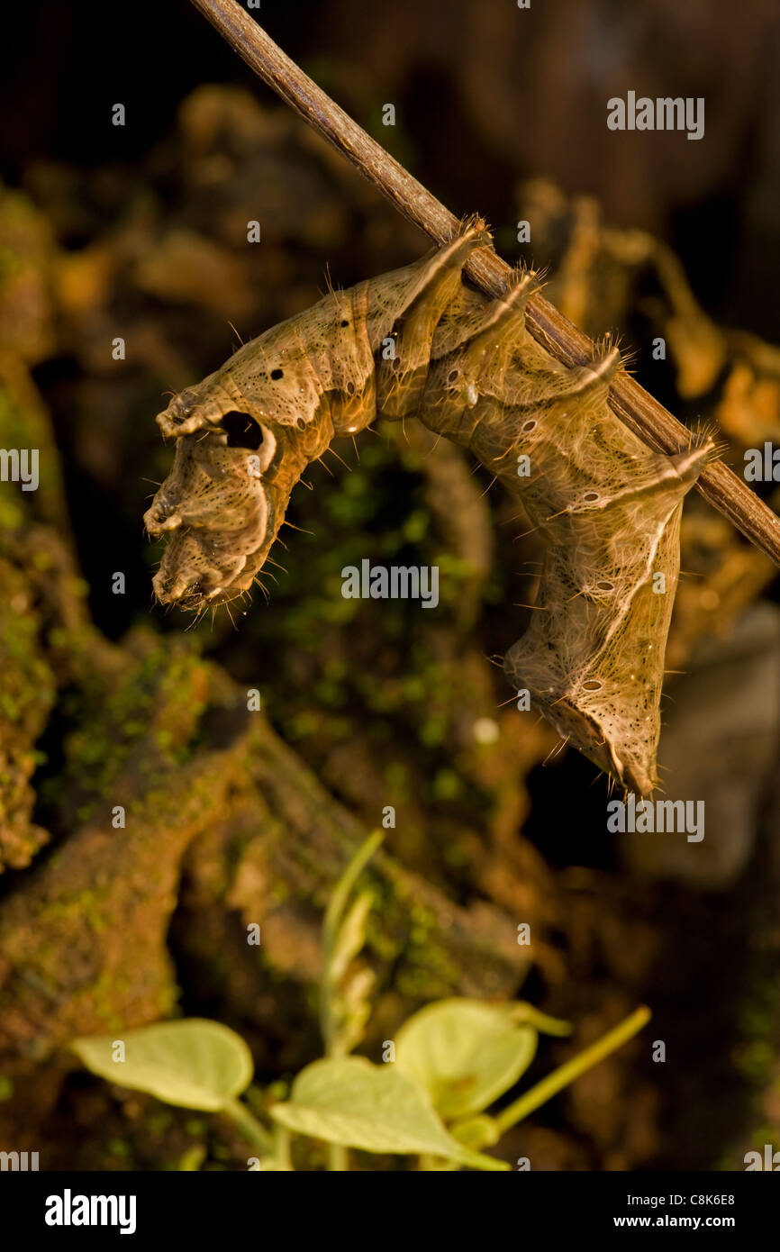 Caterpillar - (Crinodes ritsemae) - Costa Rica - dead leaf mimic ...