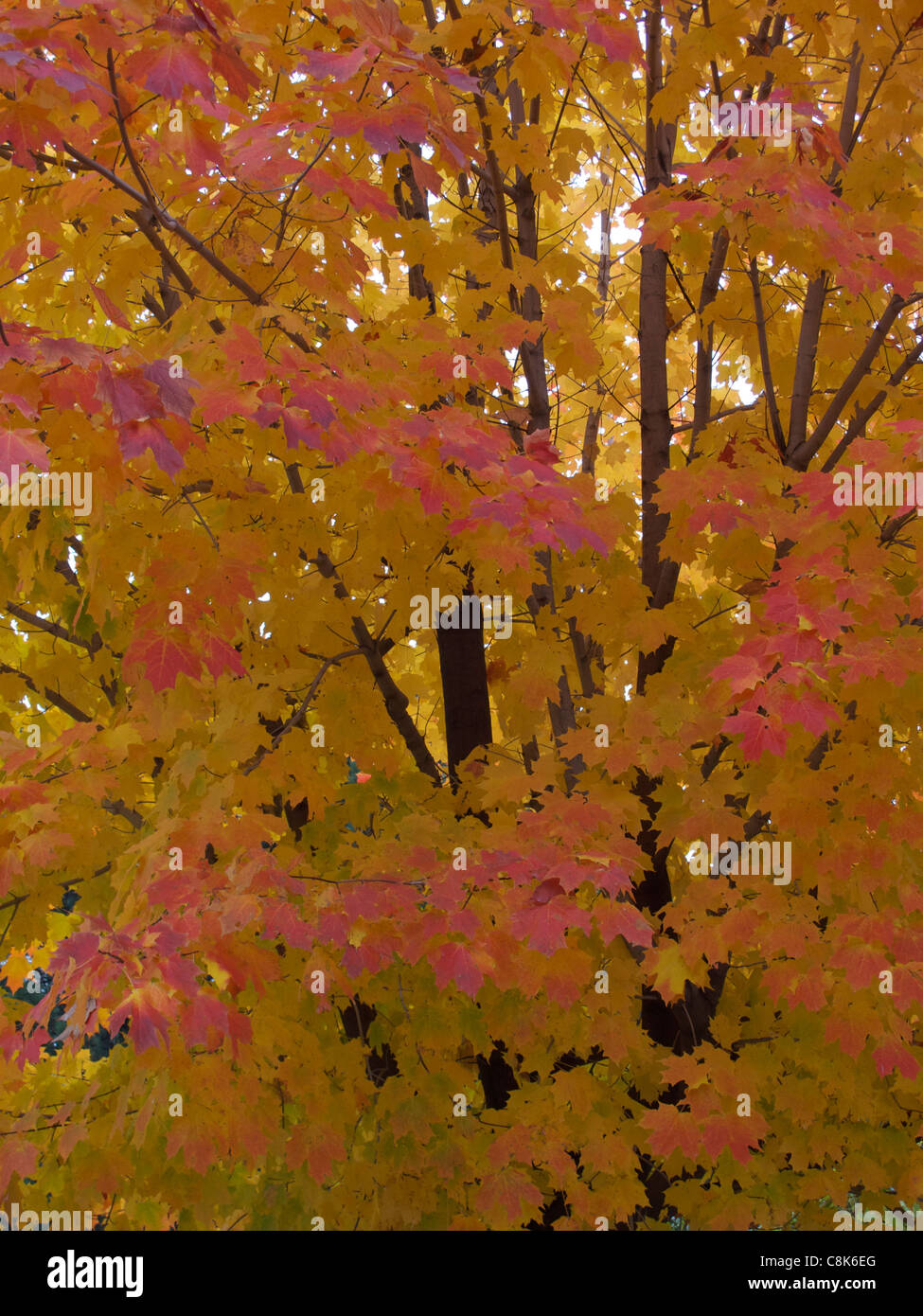 Autumn Colors of Trees Stock Photo - Alamy