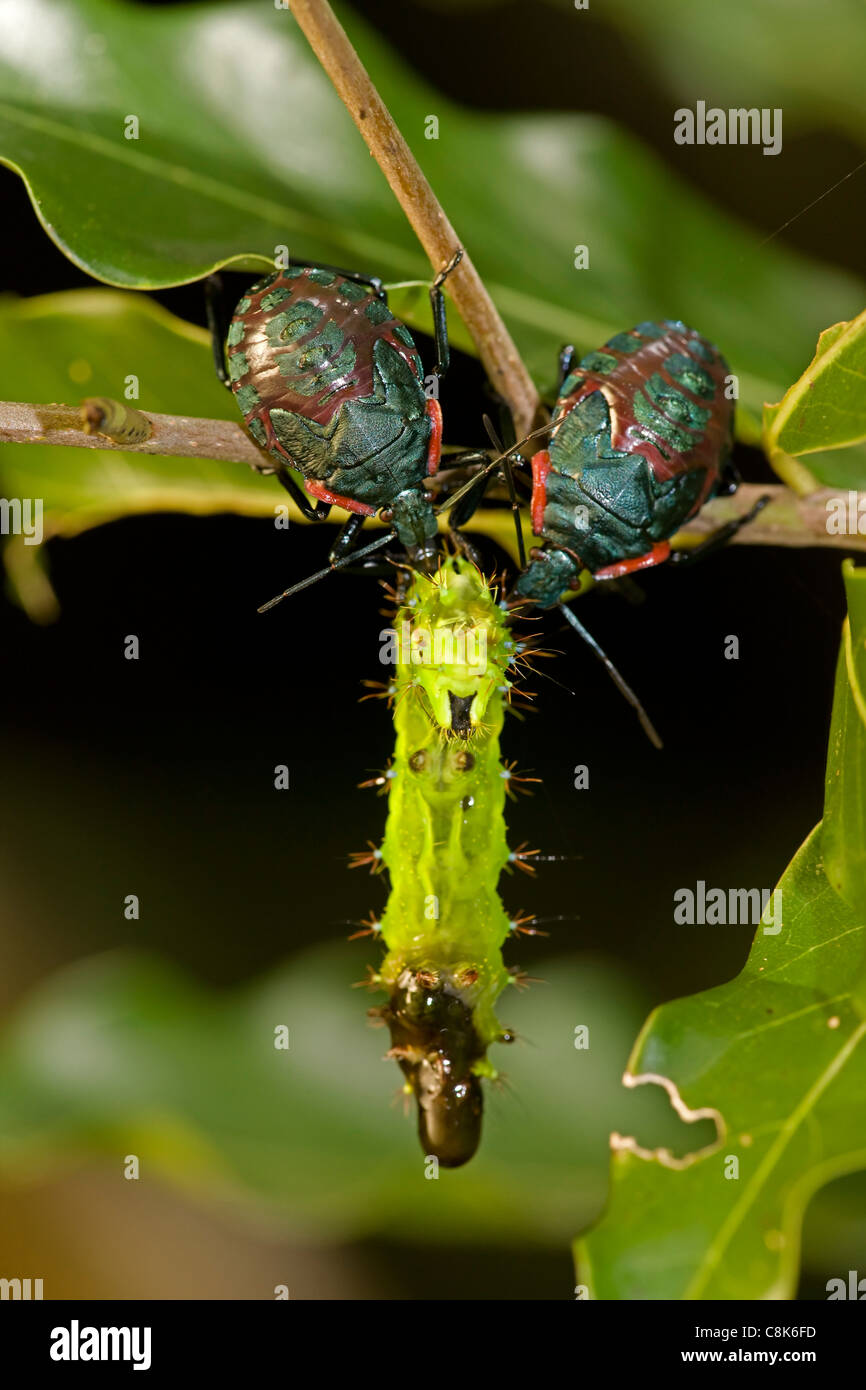 Jungle nymphs hi-res stock photography and images - Alamy