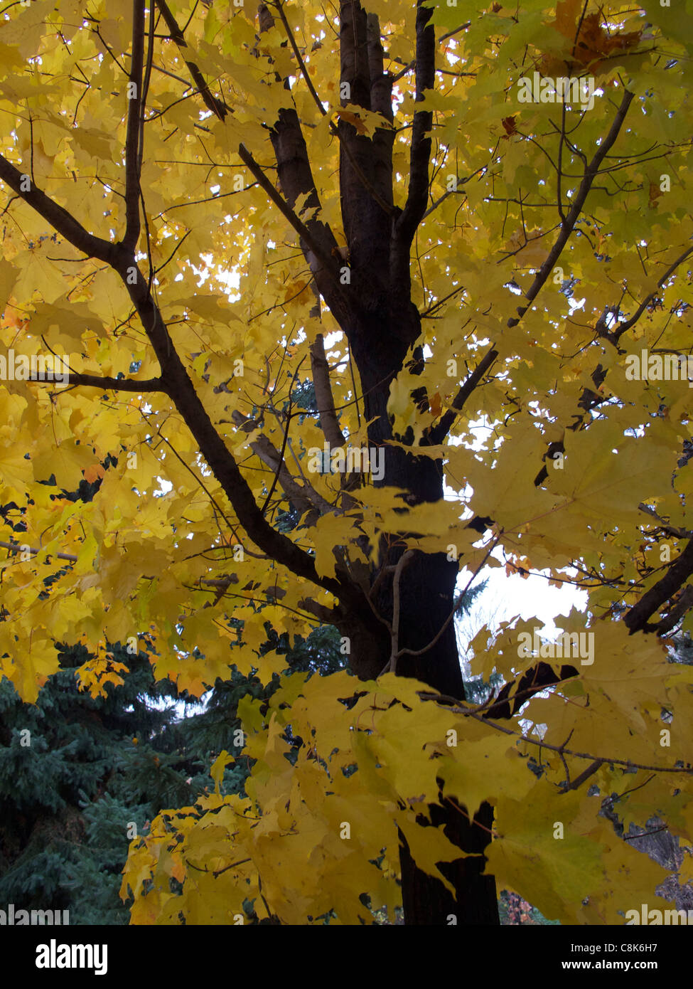 Autumn Colors of Trees Stock Photo - Alamy