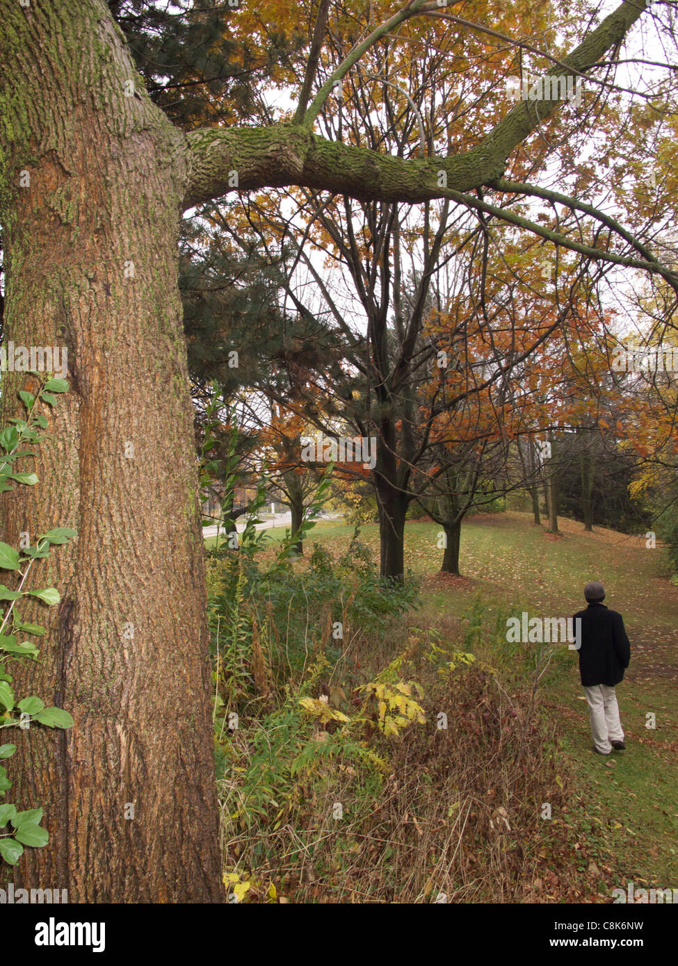Autumn Colors of Trees Stock Photo - Alamy