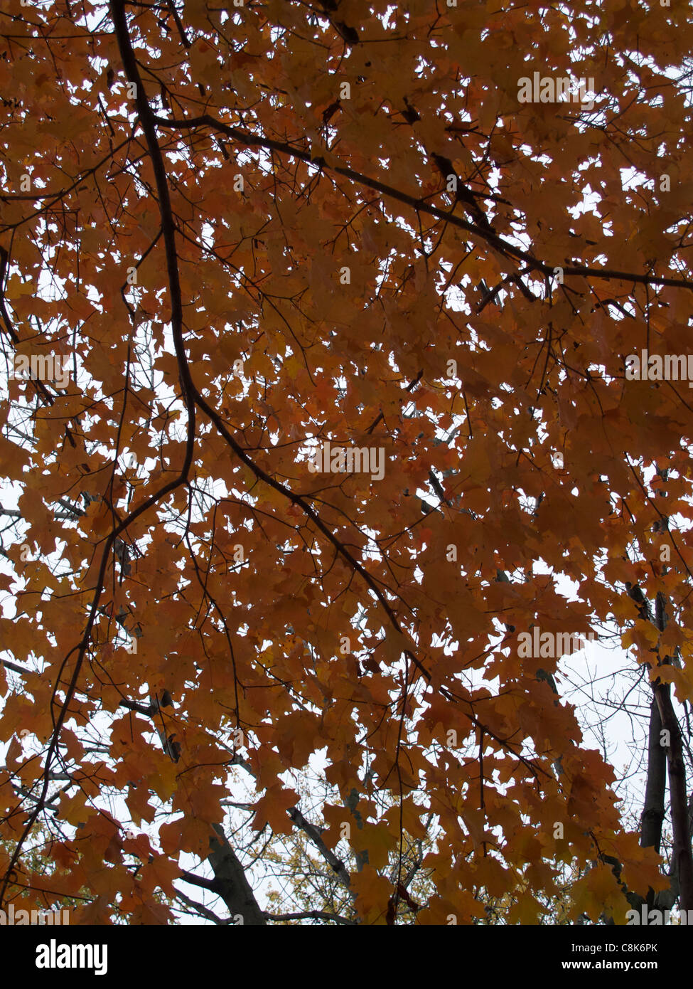 Autumn Colors of Trees Stock Photo - Alamy