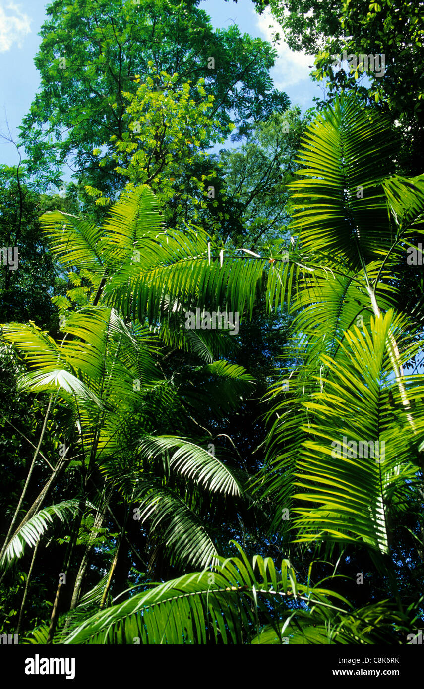 Amazon, Brazil. Young green leaves of the palmito palm in a sunny ...