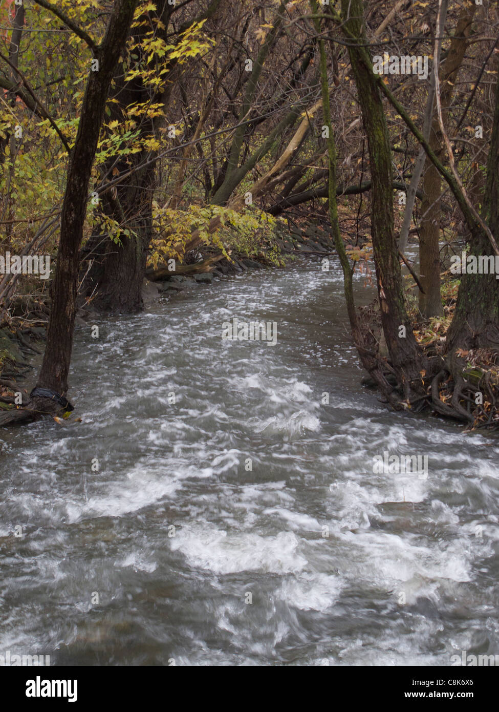 Autumn Colors of Trees Stock Photo - Alamy