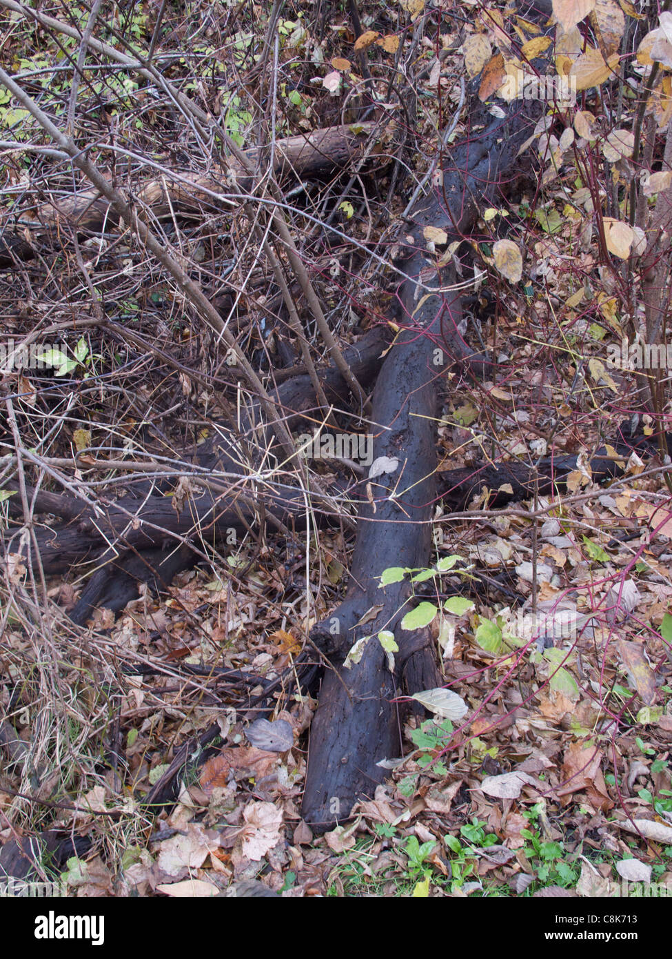 Autumn Colors of Trees Stock Photo - Alamy