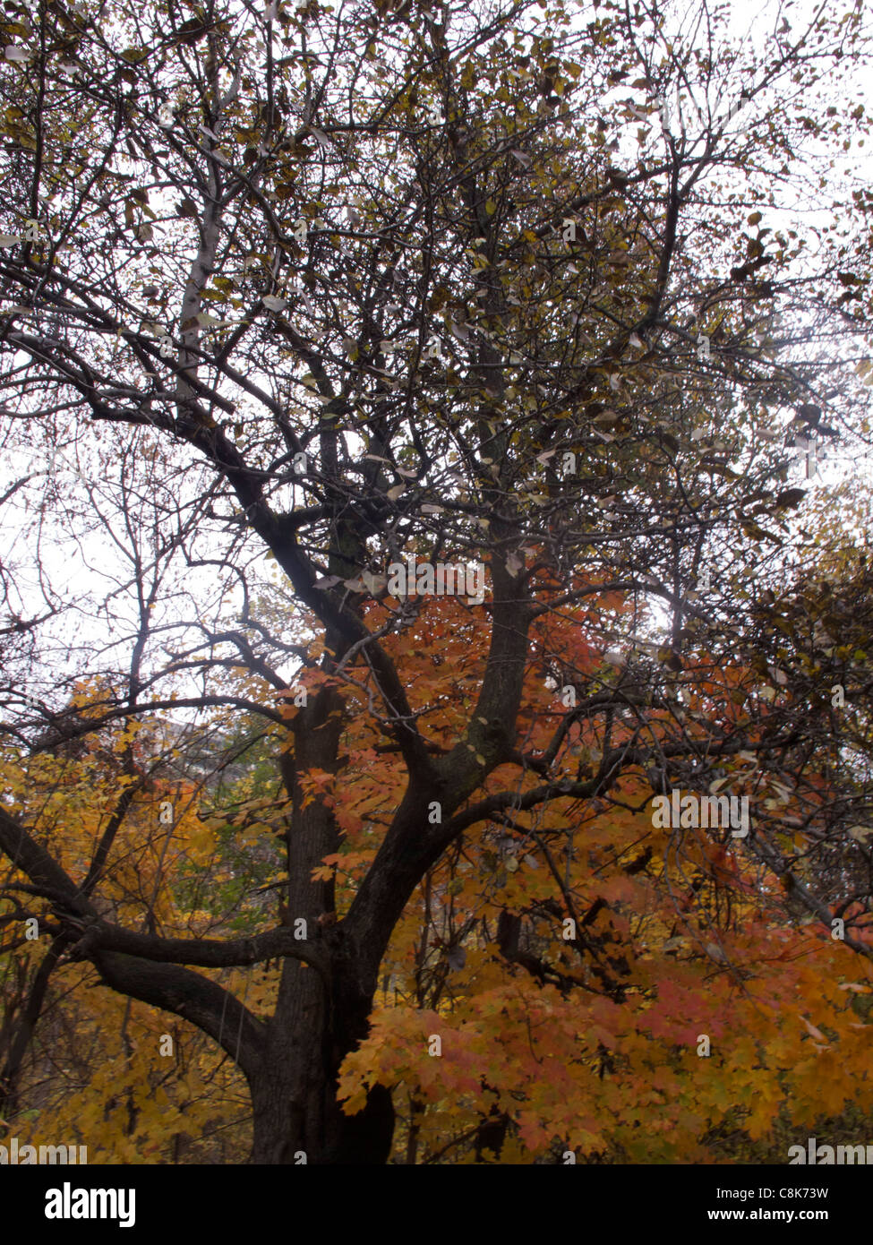 Autumn Colors of Trees Stock Photo - Alamy
