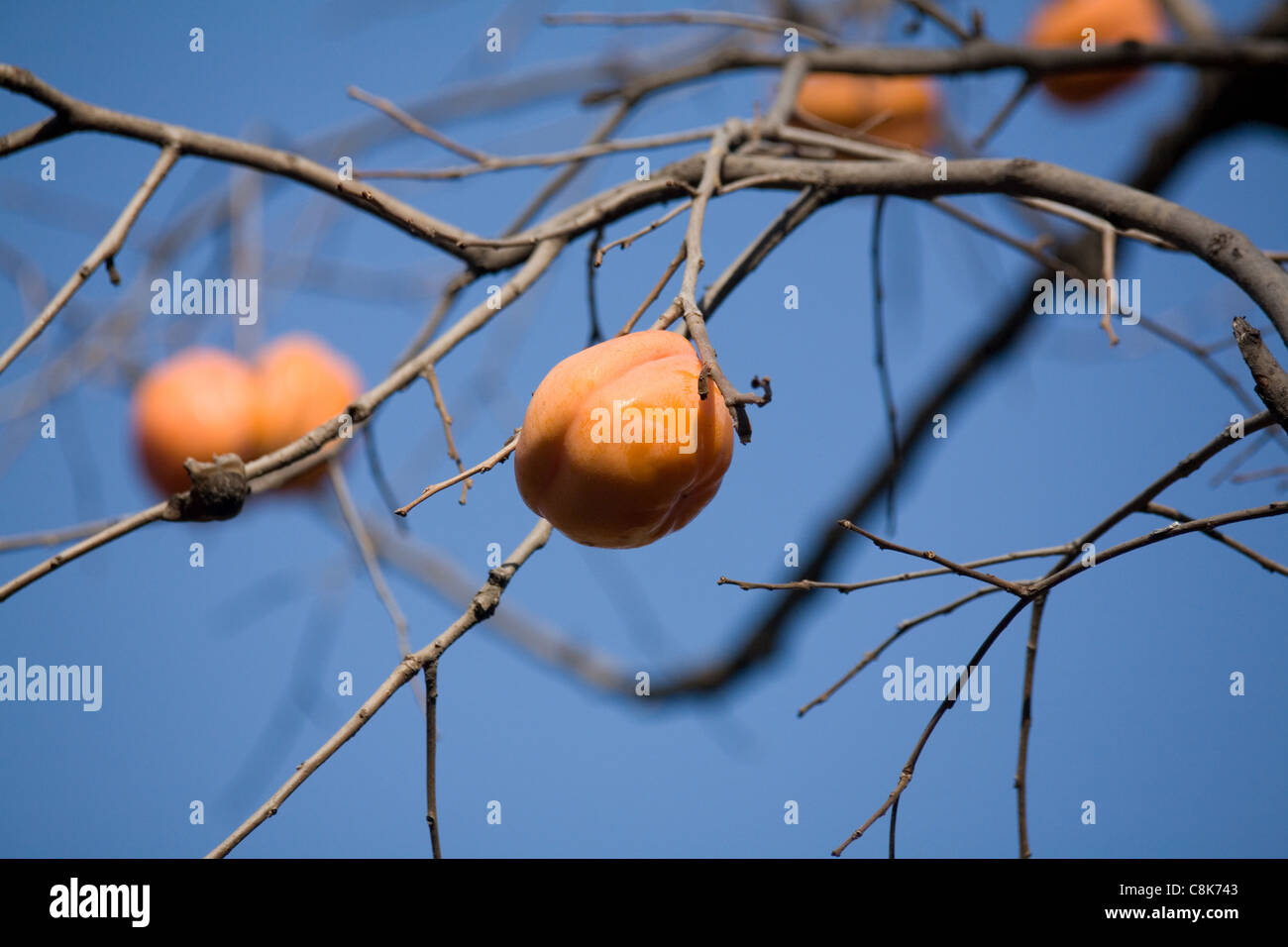 yellow Ripe Persimmon on tree branch Stock Photo - Alamy