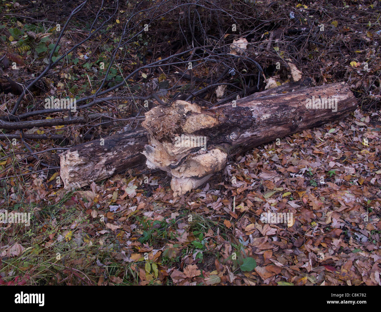 Autumn Colors of Trees Stock Photo - Alamy