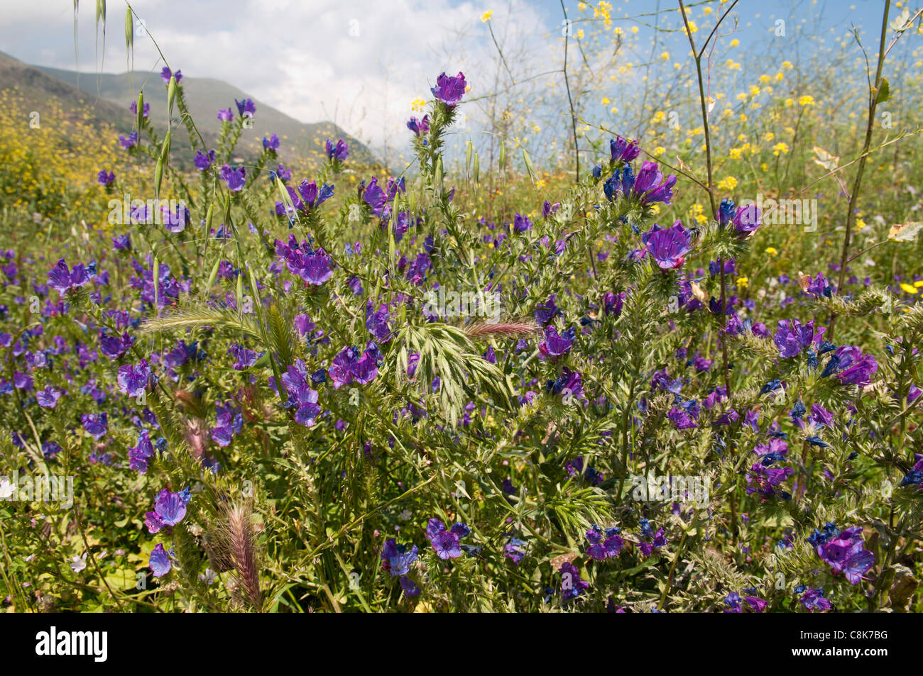 Coastal vipers bugloss hi-res stock photography and images - Alamy