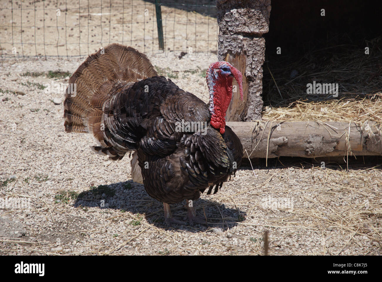 turkey at the zoo Stock Photo - Alamy