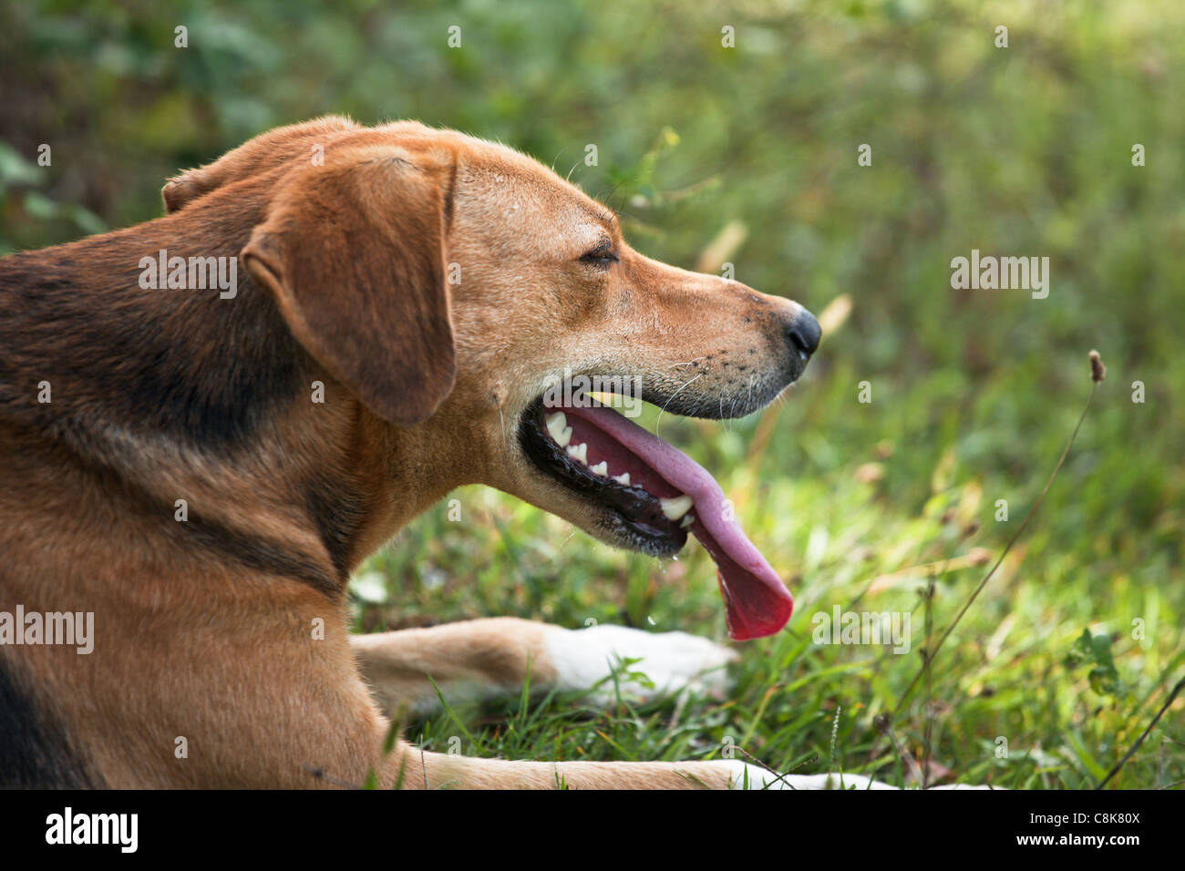 Tired dog laying in grass Stock Photo - Alamy